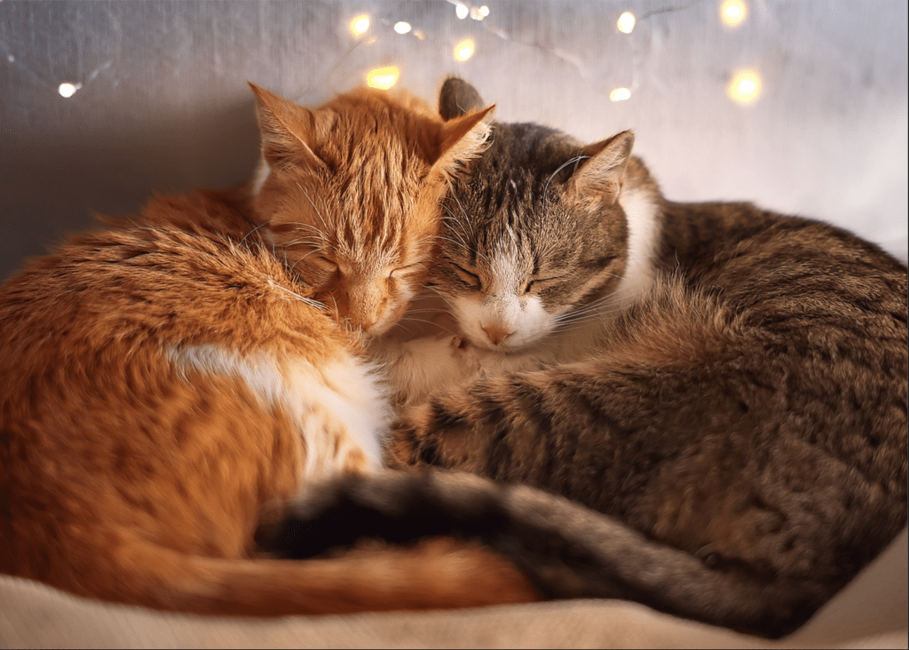 Sleep – Luv Yourself Skinny